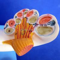 China Human Medical 3D Ear Model for Teaching Labyrinth Anatomy Displaying Ear Components for sale