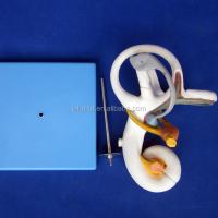 China Human Medical 3D Ear Model for Teaching Labyrinth Anatomy Displaying Ear Components for sale
