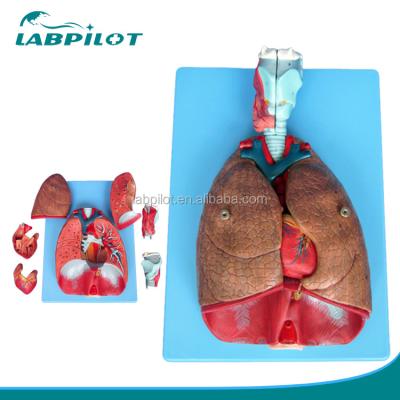 China Human Respiratory System Model 3D Larynx Trachea Heart and Lung for Medical Education for sale