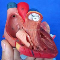 China Human Respiratory System Model 3D Larynx Trachea Heart and Lung for Medical Education for sale