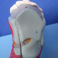 China Human Respiratory System Model 3D Larynx Trachea Heart and Lung for Medical Education for sale