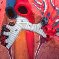 China Human Respiratory System Model 3D Larynx Trachea Heart and Lung for Medical Education for sale