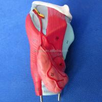 China Human Respiratory System Model 3D Larynx Trachea Heart and Lung for Medical Education for sale