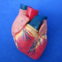 China Human Respiratory System Model 3D Larynx Trachea Heart and Lung for Medical Education for sale