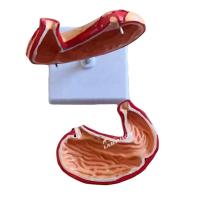 China Advanced PVC Medical Teaching Model for Hospitals Human Stomach Anatomical Model for sale