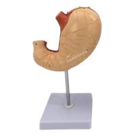 China Advanced PVC Medical Teaching Model for Hospitals Human Stomach Anatomical Model for sale