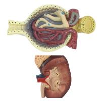 China Human Urinary System Model for Teaching Detailed Kidney Nephron and Glomerulus Anatomy for sale