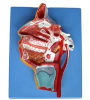 China Detailed Face Nerves and Vessels Model Advanced PVC Material for Comprehensive Stud for sale