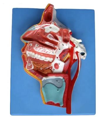 China Detailed Face Nerves and Vessels Model Advanced PVC Material for Comprehensive Stud for sale