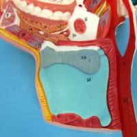 China Detailed Face Nerves and Vessels Model Advanced PVC Material for Comprehensive Stud for sale