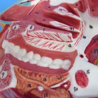 China Detailed Face Nerves and Vessels Model Advanced PVC Material for Comprehensive Stud for sale