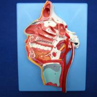 China Detailed Face Nerves and Vessels Model Advanced PVC Material for Comprehensive Stud for sale