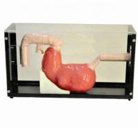 China Advanced Gastroscopic Examination and ERCP Training Model for Gastrointestinal Lesions for sale
