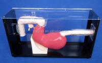 China Advanced Gastroscopic Examination and ERCP Training Model for Gastrointestinal Lesions for sale