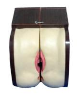 China Advantage Vivid Anatomical Structure for IUD Training Contraception in Medical Science for sale