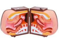 China Advantage Vivid Anatomical Structure for IUD Training Contraception in Medical Science for sale