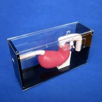 China Medical Esophagoscope Training Gastroscope and ERCP Trainer for Gastrointestinal Lesions for sale