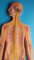 China Medical Science Anatomical Model of Human Nervous System for Hospitals and Clinics for sale