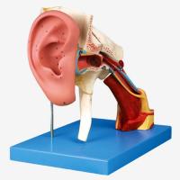 China Advanced PVC Ear Anatomy Teaching Model 4 Times Amplified Structure Outer and Middle Ear for sale