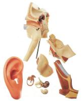 China Advanced PVC Ear Anatomy Teaching Model 4 Times Amplified Structure Outer and Middle Ear for sale