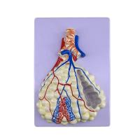 China Advanced PVC Lung Anatomy Model for Accurate Demonstration of Respiratory System for sale