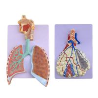 China Advanced PVC Lung Anatomy Model for Accurate Demonstration of Respiratory System for sale