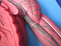 China Human Immune System Anatomical Teaching Model 3D Simulator for Lymphatic System Organ for sale