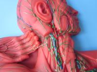 China Human Immune System Anatomical Teaching Model 3D Simulator for Lymphatic System Organ for sale