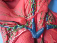 China Human Immune System Anatomical Teaching Model 3D Simulator for Lymphatic System Organ for sale
