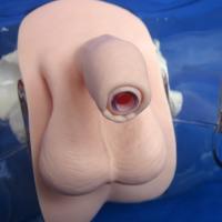China Manikin for Patients Care Demonstration Transparent Urethral Catheterization Training for sale