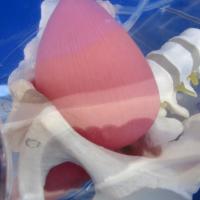 China Advanced PVC Transparent Female Urethral Catheterization Trainer for Nursing Training for sale