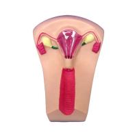 China Medical Science PVC IUD Insertion Trainer Uterus Female Intrauterine Device Simulator Model for sale