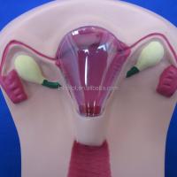 China PVC IUD Contraception Simulator The Ideal Teaching Tool for Family Planning for sale