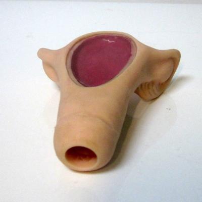 China Realistic Nursing Simulator for Contraception Training Female IUD Medical Anatomy Model for sale