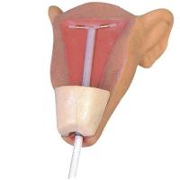 China Realistic Nursing Simulator for Contraception Training Female IUD Medical Anatomy Model for sale