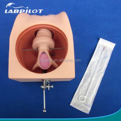China Improve Clinical Nursing Techniques with Female Contraception Simulator and IUD Model for sale
