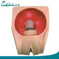 China Human Life Size Medical Science Training Model for Advanced Female Contraception Practice for sale