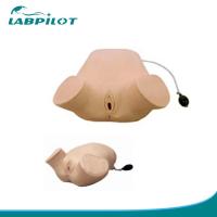 China PVC Pregnant Women Four-step Palpation Leopold Maneuvers Vaginal Examination Simulator for sale