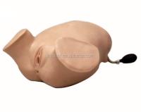 China PVC Pregnant Women Four-step Palpation Leopold Maneuvers Vaginal Examination Simulator for sale