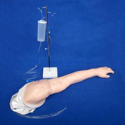 China Comprehensive Venipuncture Training Arm Human Life Size Model for IV and IM Injections for sale