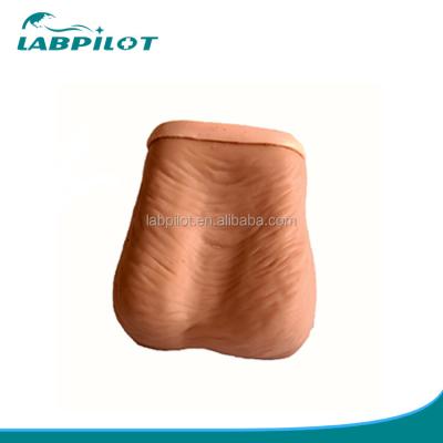China Realistic Testicular Examination Simulator featuring Human Life Size and Advanced PVC for sale