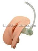China Electronic Urethral Catheterization Training Model for Male and Female Human Life Size for sale