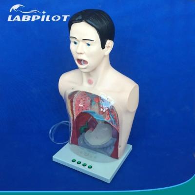 China Transparent Gastric Lavage Model Nasal Feeding Tube Simulator for Nursing Training for sale