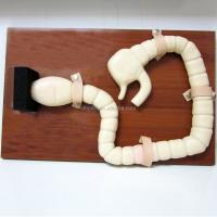 China Manikin for Sigmoidoscope Examination Training Advanced Intestine Model Simulator for sale