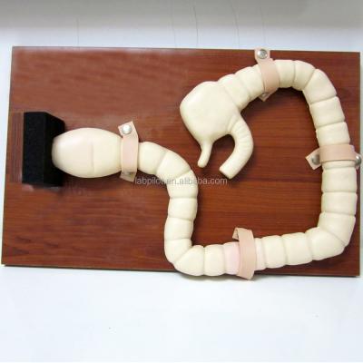 China Manikin for Sigmoidoscope Examination Training Advanced Intestine Model Simulator for sale