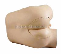 China Rectal Examination Skills Training Model with Advanced PVC Construction and Components for sale