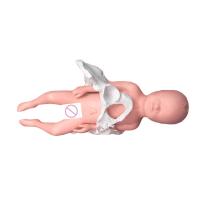 China Medical Teaching Manikin Model Subject Medical Science with Umbilical Cord and Placenta for sale