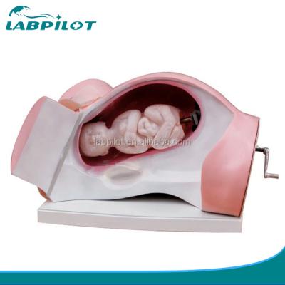 China Labor Delivery Model and Midwifery Simulator for Patients Care Demonstration for sale