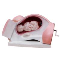 China Labor Delivery Model and Midwifery Simulator for Patients Care Demonstration for sale