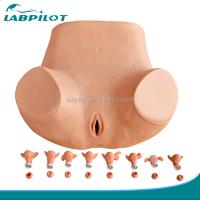 China GYN Skills Teaching Comprehensive Pelvic Examination Simulator featuring Advanced PVC for sale